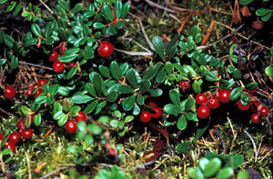 Partridge Berry Picking….A Family Affair – Live Rural Newfoundland ...