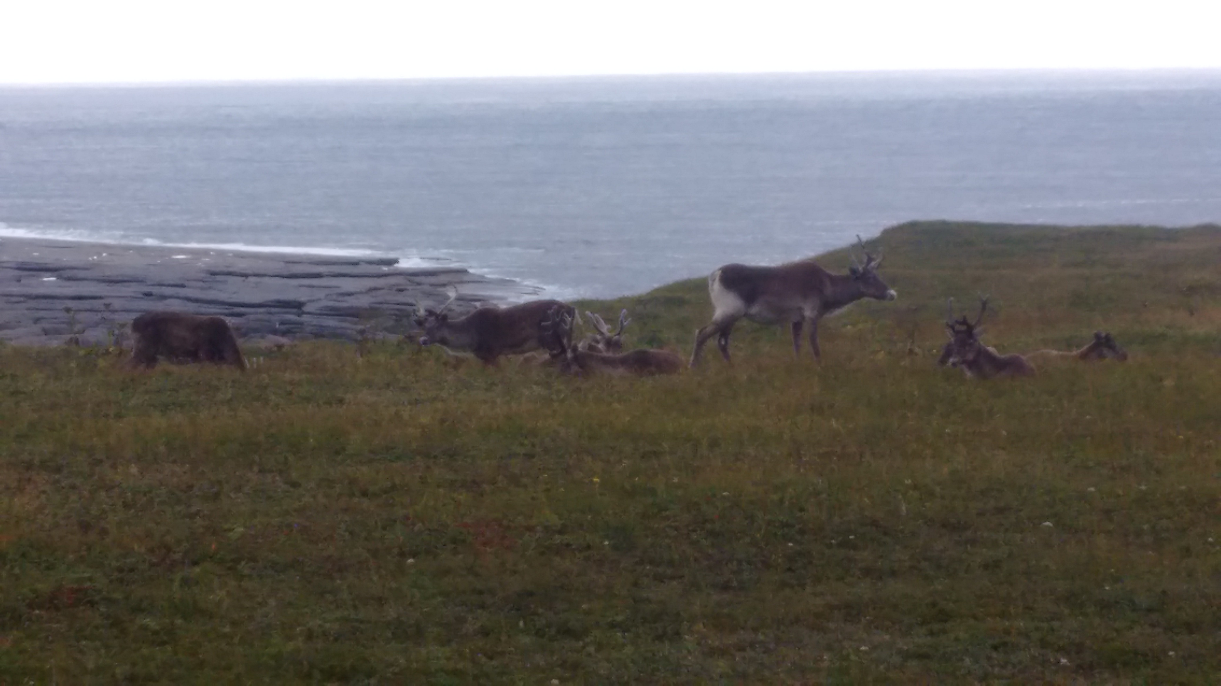 img_20160826_160228 – Live Rural Newfoundland & Labrador