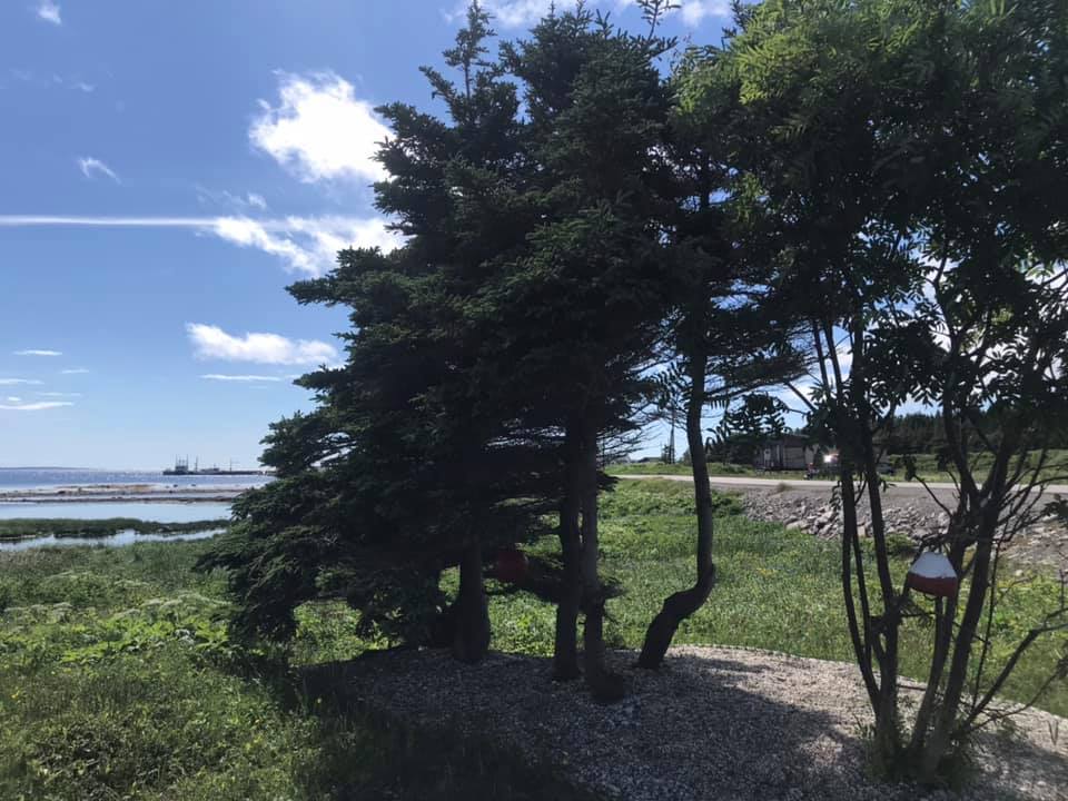 The Wonders of White Point Walking Trail – Live Rural Newfoundland ...