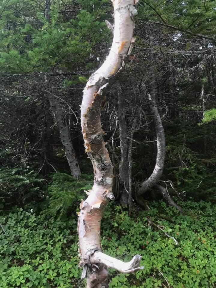Have You Seen Aunt Bride’s Lookout, Gunners Cove, NL? – Live Rural ...