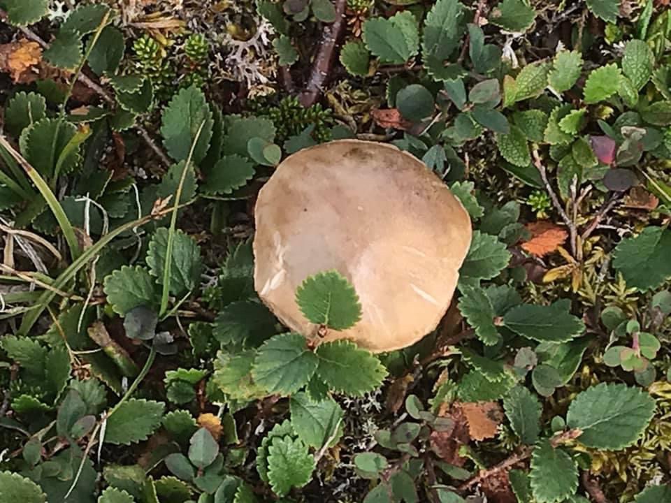 Endangered Long’s Braya Finds Home in Sandy Cove on the Great Northern ...